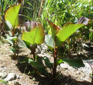La liste des plantes tropicales à connaitre en pleine nature - survivre ...