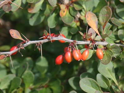les fruits et baies sauvages comestibles - Survivre à la nature