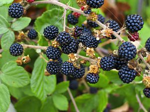 les fruits et baies sauvages comestibles - Survivre à la nature