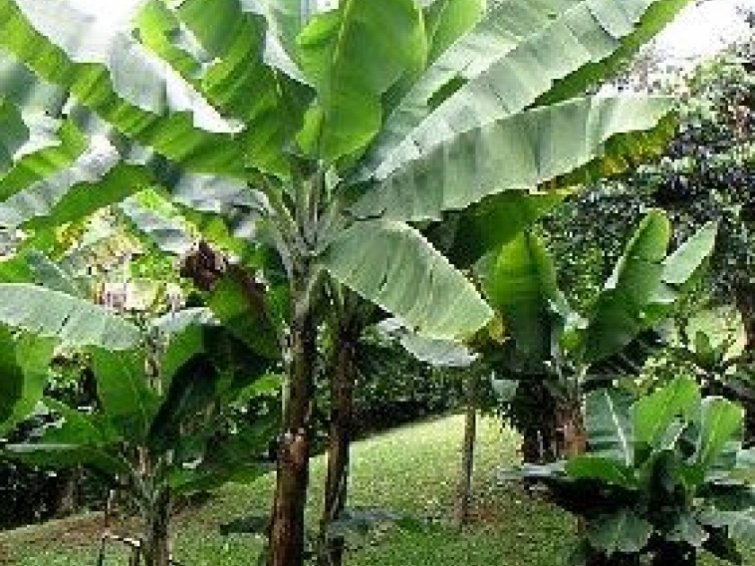 La liste des plantes tropicales à connaitre en pleine nature - survivre ...