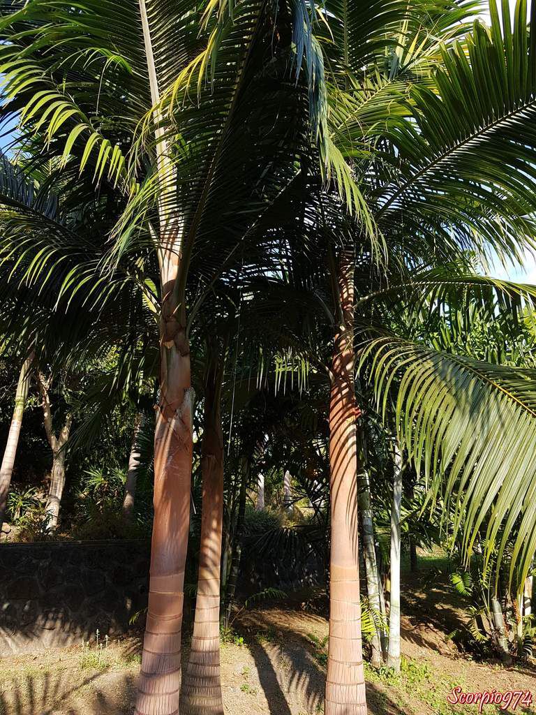 La liste des plantes tropicales à connaitre en pleine nature - survivre ...