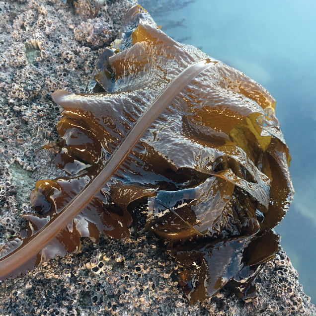 Les algues comestibles