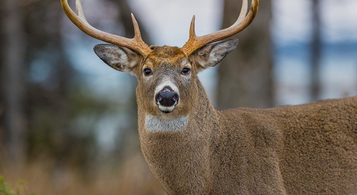 Comment apprendre à chasser, une technique de survie - Survivre à la nature