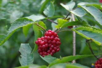 les fruits et baies sauvages comestibles - Survivre à la nature