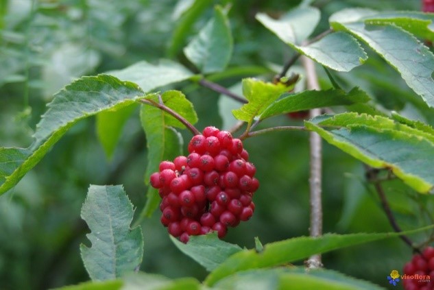les fruits et baies sauvages comestibles - Survivre à la nature